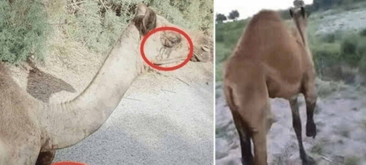 Karachi Shelter To Provide Prosthetic Leg For Injured Camel Post ...