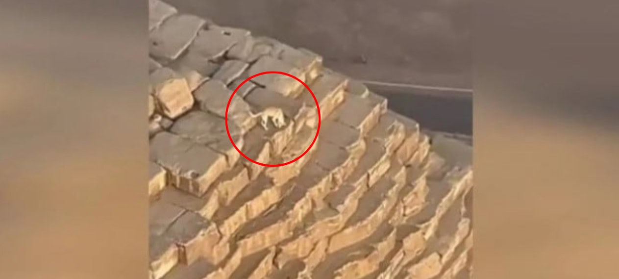 Dog Spotted On Top Of Great Pyramid Of Giza By Paraglider - News Guru