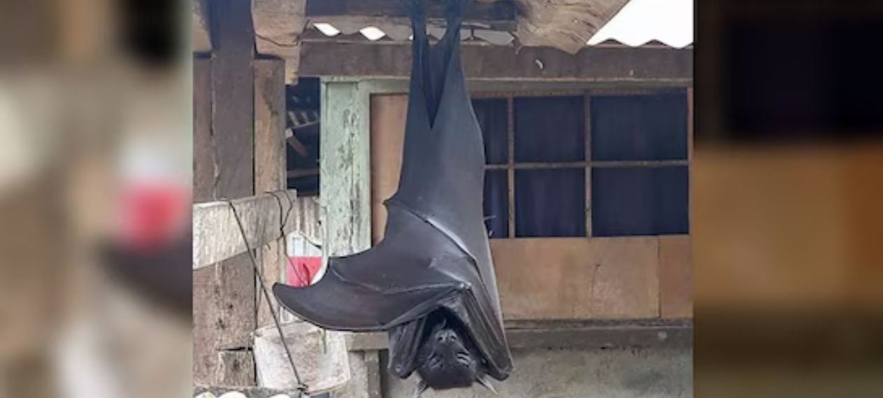 Human-Sized Bat Spotted In Philippines Goes Viral