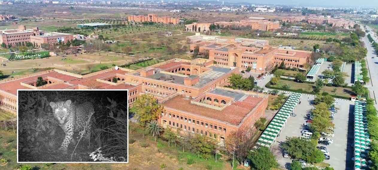 Leopard Spotted At International Islamic University