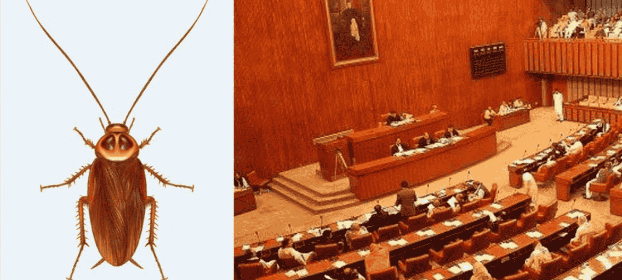 Cockroach Found In Senator’s Plate Sparks Concern