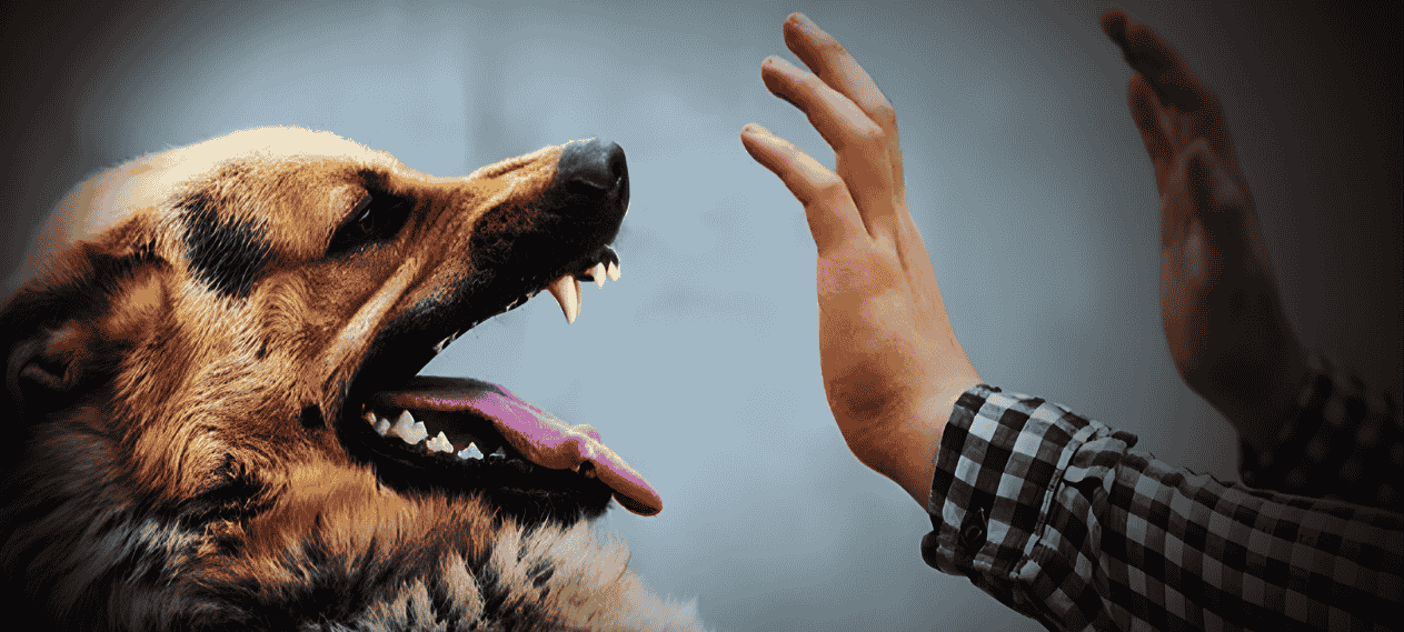 Dog Bite Cases Rise Sharply In Lahore And Rawalpindi