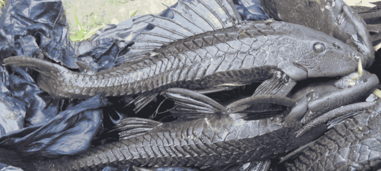 Sailfin Catfish Spotted In Indus River, Pakistan