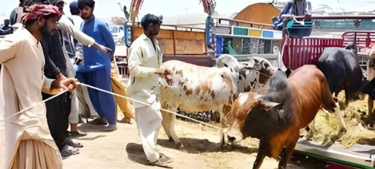 Sargodha Cracks Down On Illegal Animal Sales